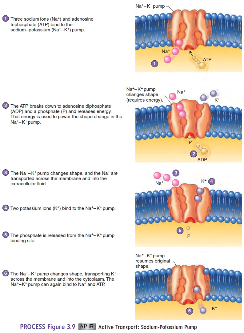 Transport of Ions across cell membrane - Active and passive transport ...