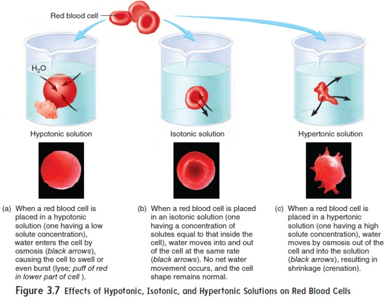 Transport of Ions across cell membrane - Active and passive transport ...