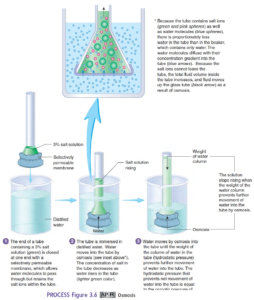 Transport of Ions across cell membrane - Active and passive transport ...