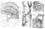 Translocation in Phloem - Structure, Phloem loading and unloading ...