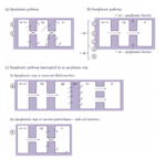 Translocation in Phloem - Structure, Phloem loading and unloading ...
