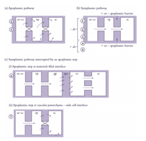 Translocation in Phloem - Structure, Phloem loading and unloading ...