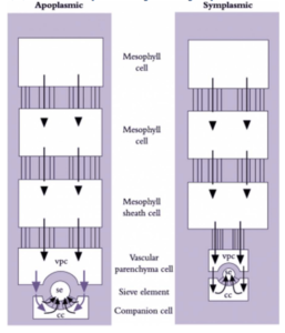 Translocation in Phloem - Structure, Phloem loading and unloading ...