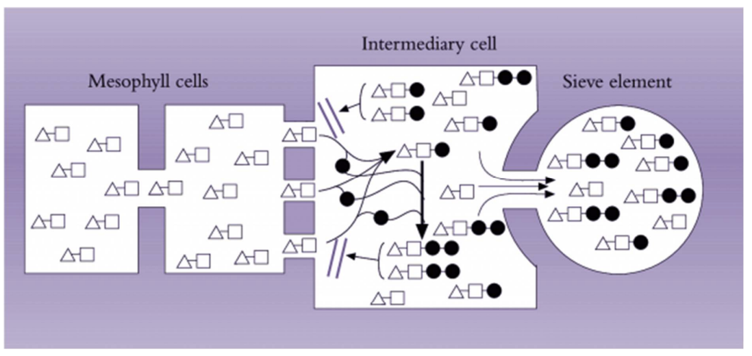 Translocation in Phloem - Structure, Phloem loading and unloading ...