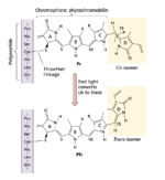 Phytochrome - Types, Structure, Functions - Biology Notes Online