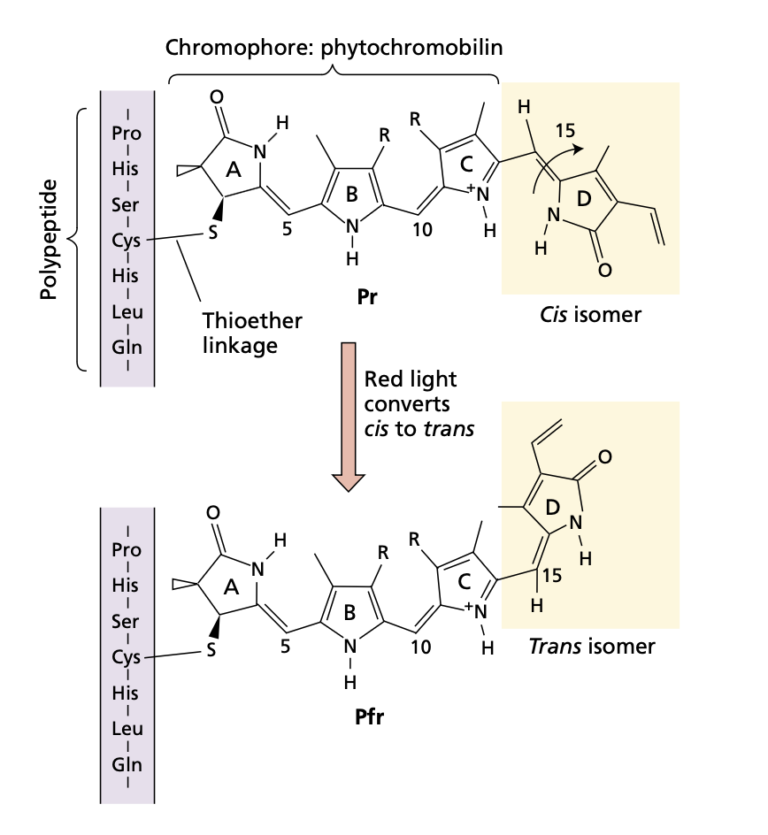 Phytochrome Types Structure Functions Biology Notes Online