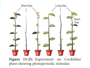 Photoperiodism - Definition, Types, Importance - Biology Notes Online