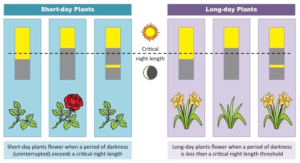 Photoperiodism - Definition, Types, Importance - Biology Notes Online