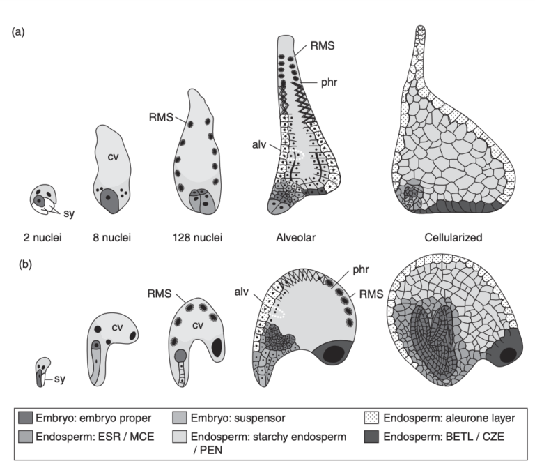 Embryo Development of Dicot and monocot embryo - Biology Notes Online
