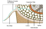 Absorption of Water In Plants - Path, Mechanism, Factors, Importance ...