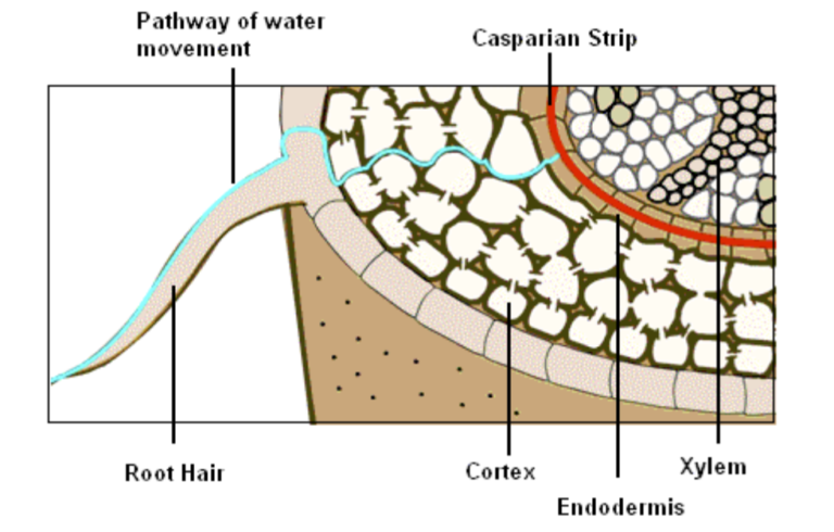 Absorption of Water In Plants - Path, Mechanism, Factors, Importance ...