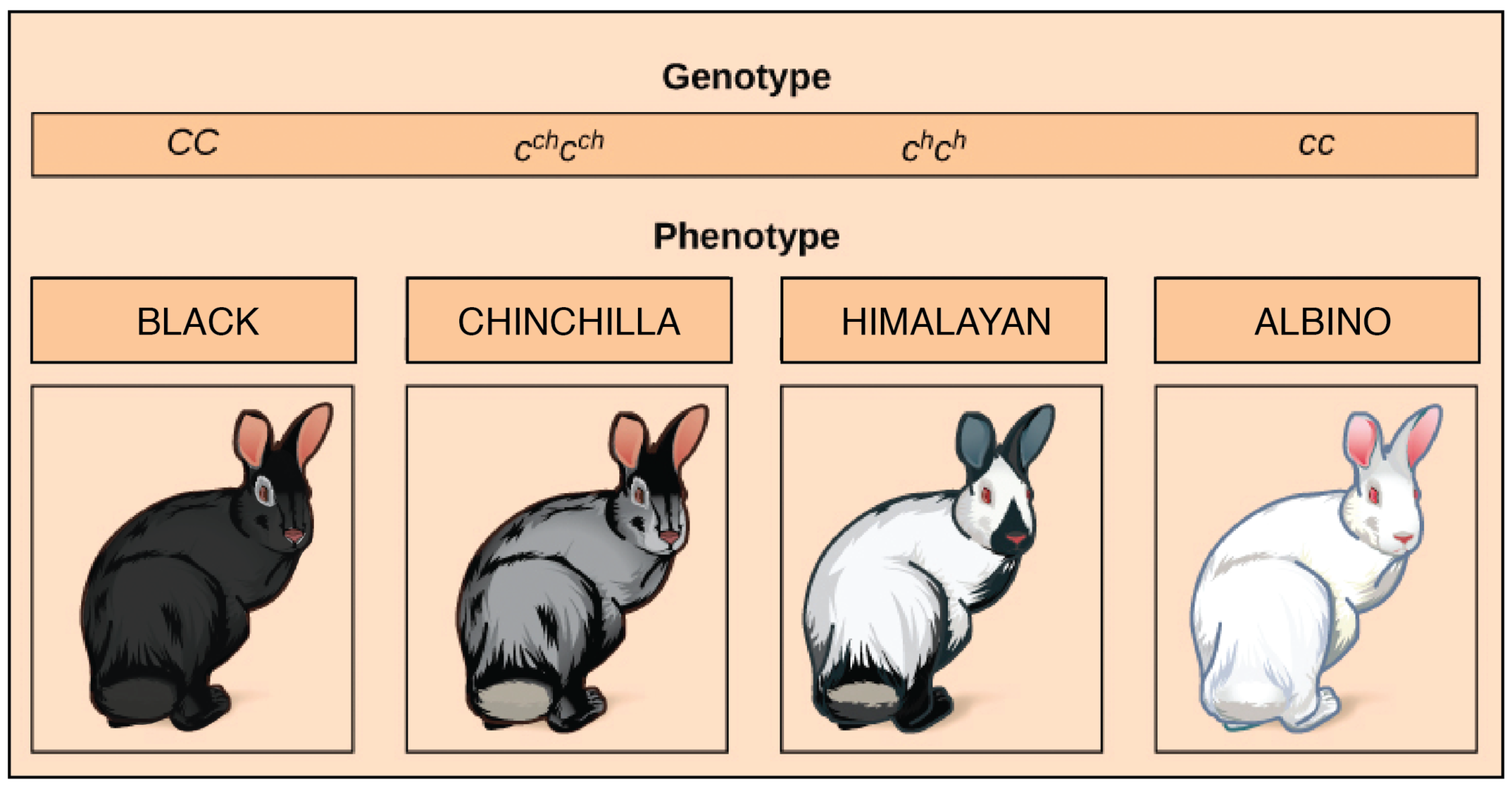 Gene Interaction - Definition, Types, Examples, Importance - Biology ...