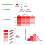 Polygenic Inheritance (Quantitative inheritance) - Characteristics ...