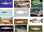 Migration In Fishes - Causes, Types, Methods, Significance - Biology ...