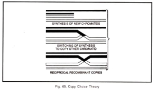 Crossing Over - Definition, Types, Mechanism, Significance, Example ...
