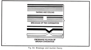Crossing Over - Definition, Types, Mechanism, Significance, Example ...