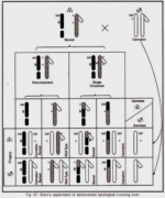 Crossing Over - Definition, Types, Mechanism, Significance, Example ...