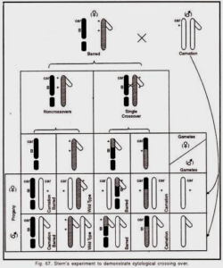 Crossing Over - Definition, Types, Mechanism, Significance, Example ...
