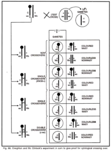 Crossing Over - Definition, Types, Mechanism, Significance, Example ...