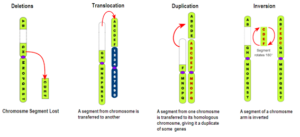 Chromosomal Mutation - Definition, Causes, Mechanism, Advantages ...