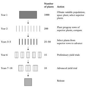 Selection Methods For Self Pollinated Plants - Breeding Self-pollinated ...
