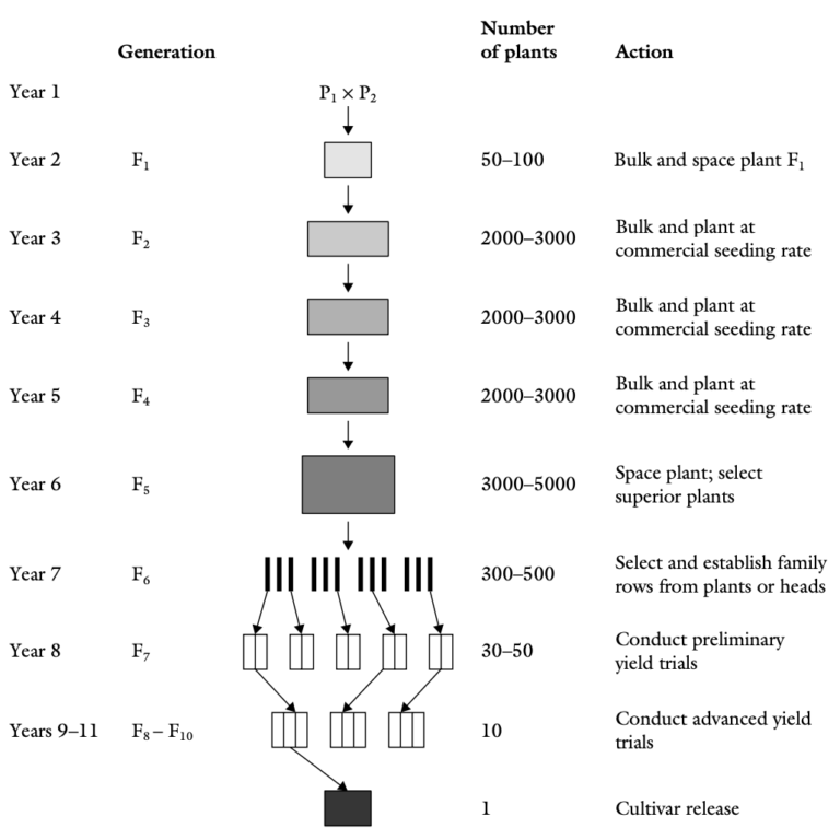 Differences between bulk and pedigree methods - Biology Notes Online