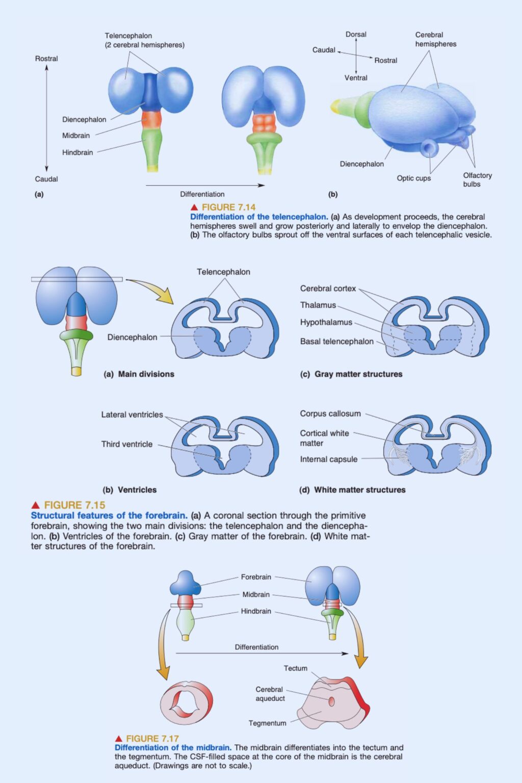 The Structure of the Nervous System - Gross Organization, Development ...