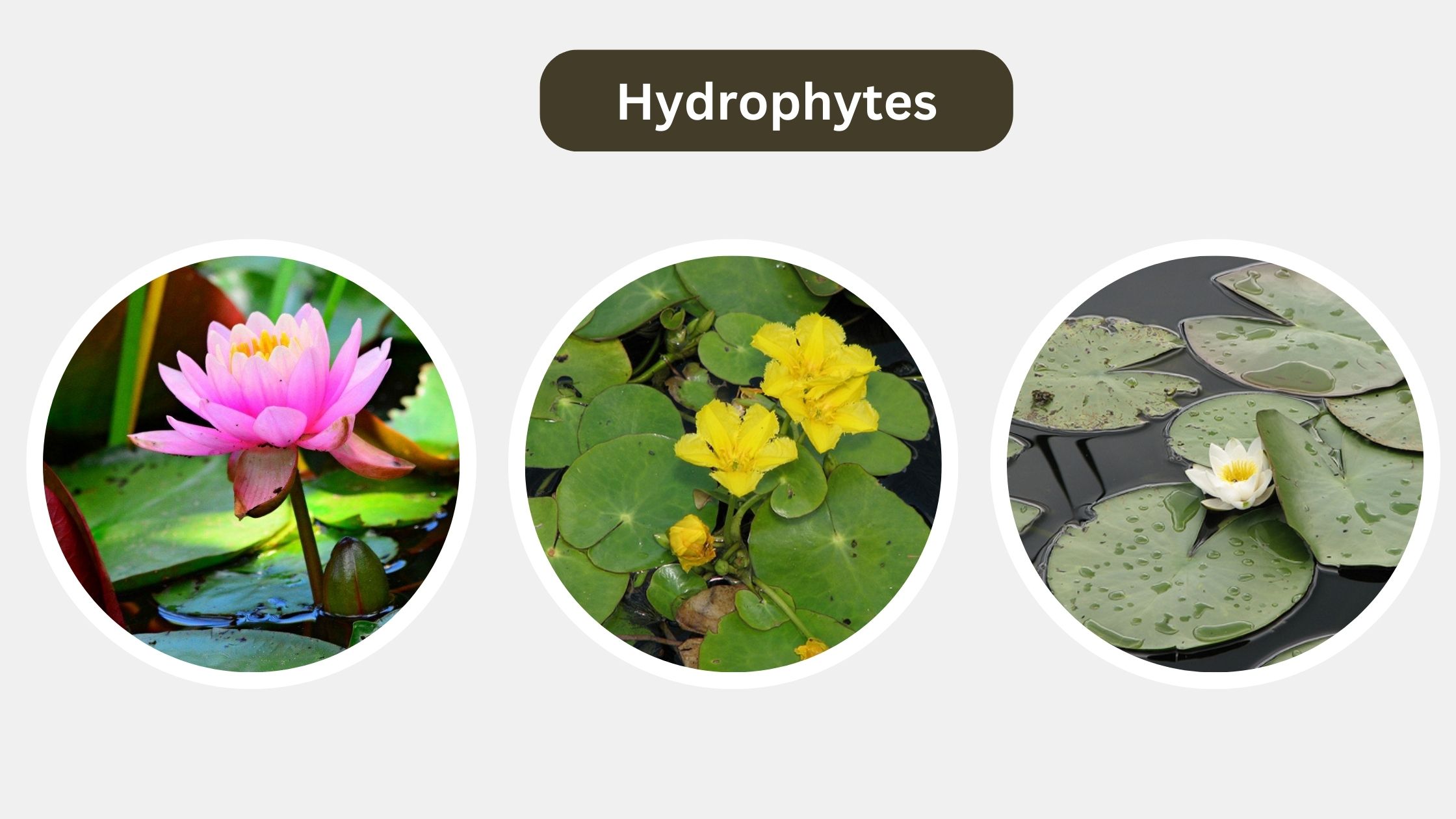 Xerophytes Plants Adaptation The Adaptations Of Xerophytic