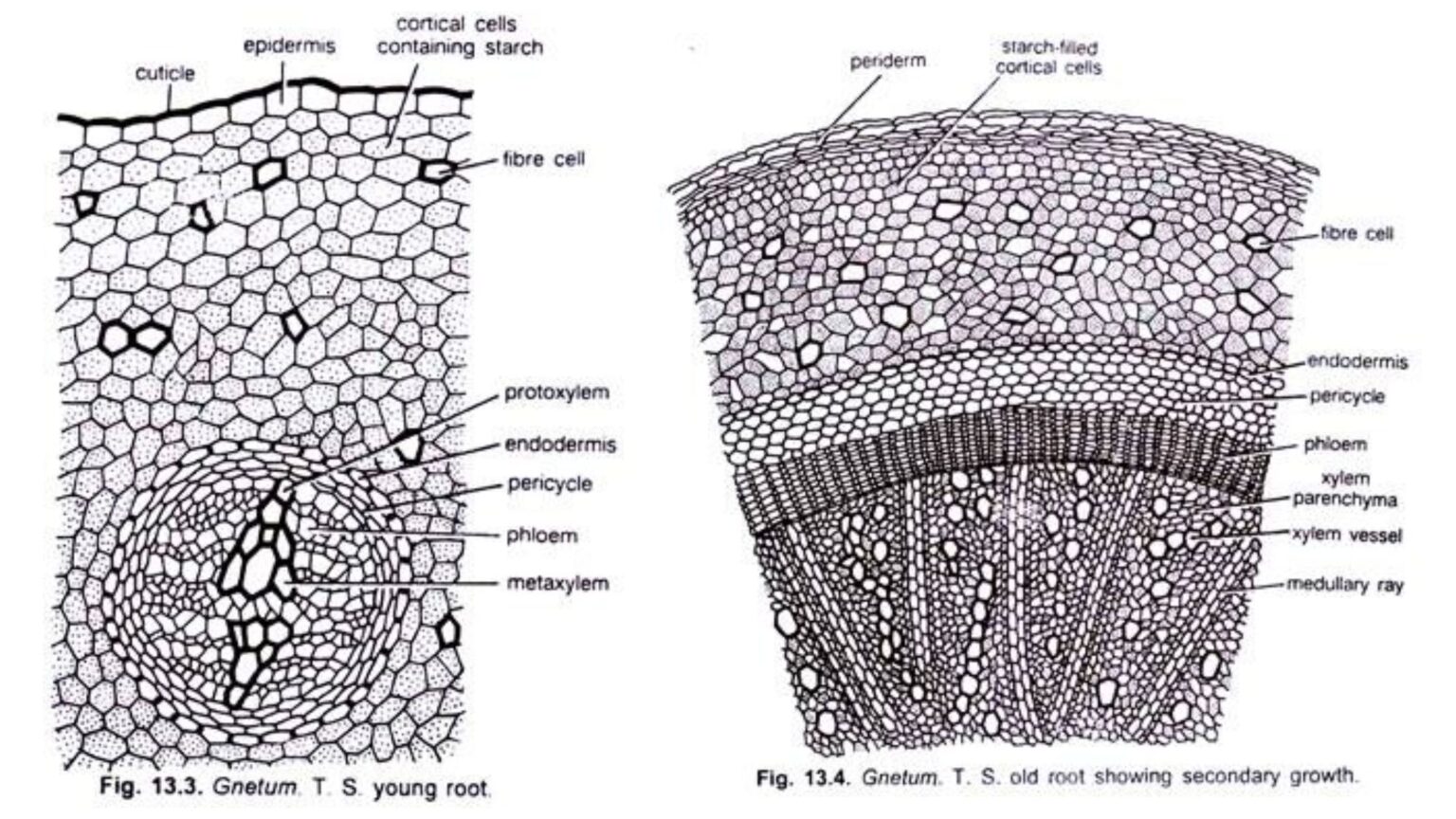 Gnetum – Characteristics, Classification, Morphology, Anatomy And ...