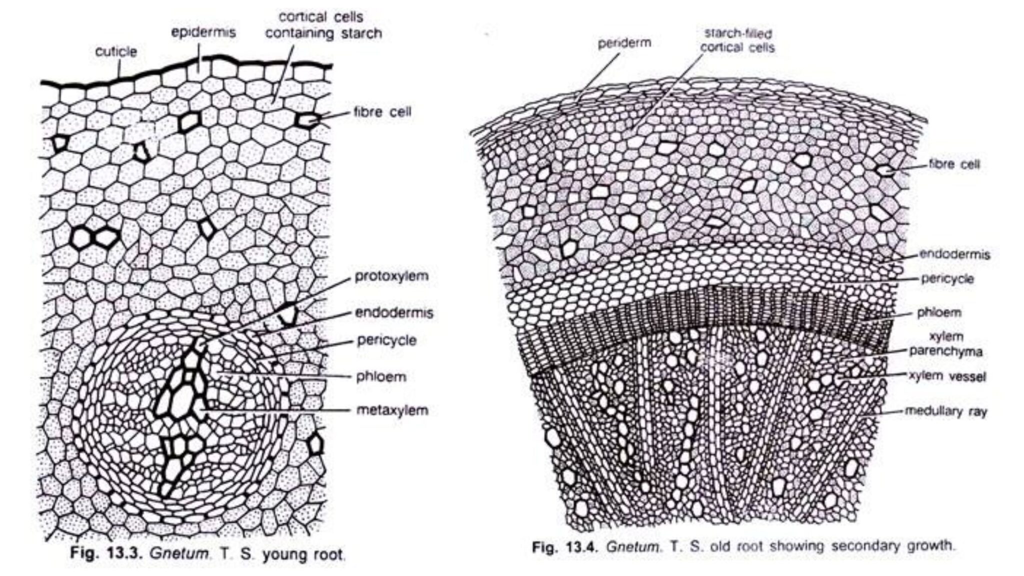 Gnetum – Characteristics, Classification, Morphology, Anatomy And ...