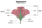 Angiosperms - Morphology, Classification, Life cycle, Economic and ...