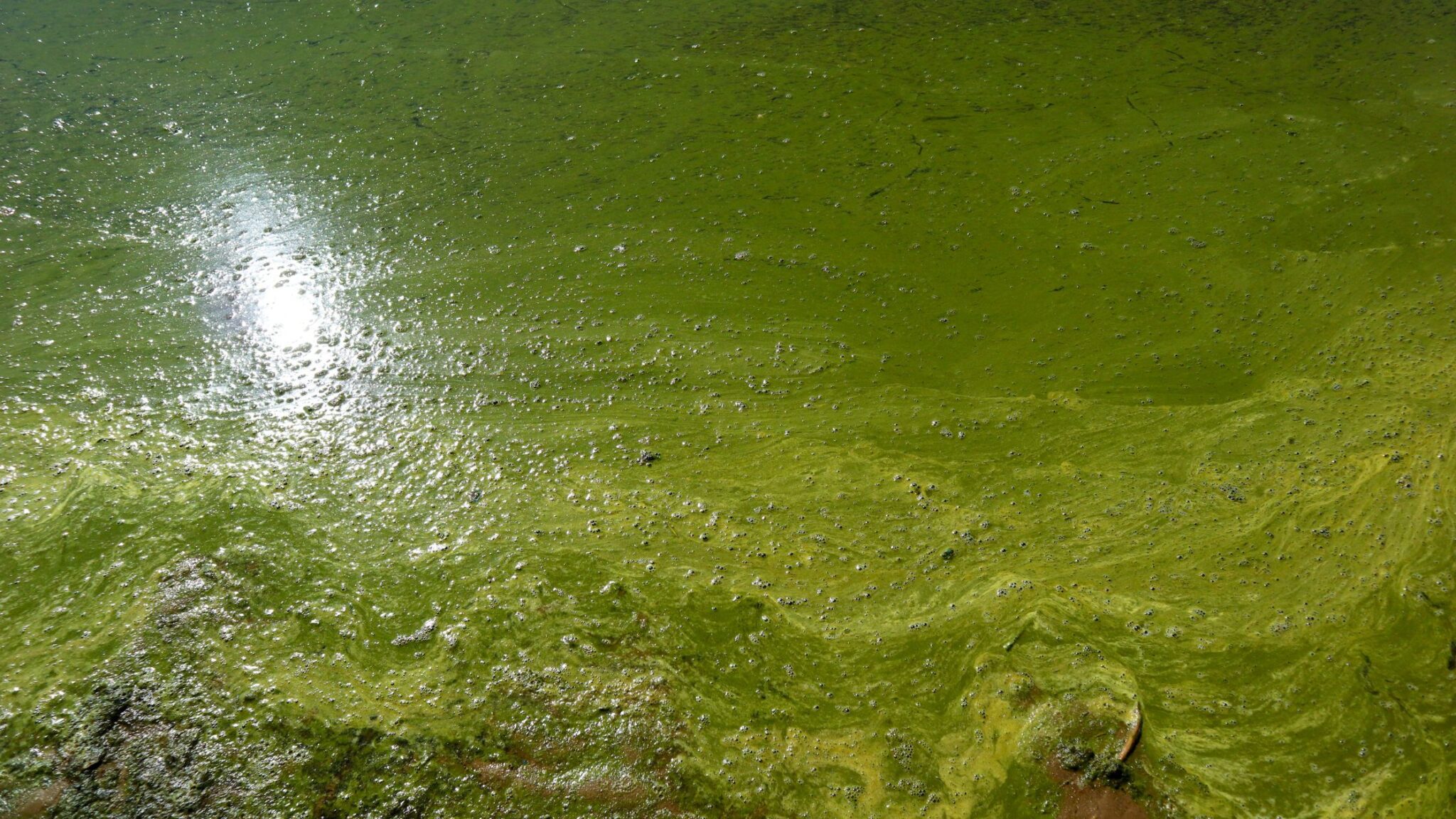11 Types Of Algae With Their Example. - Biology Notes Online