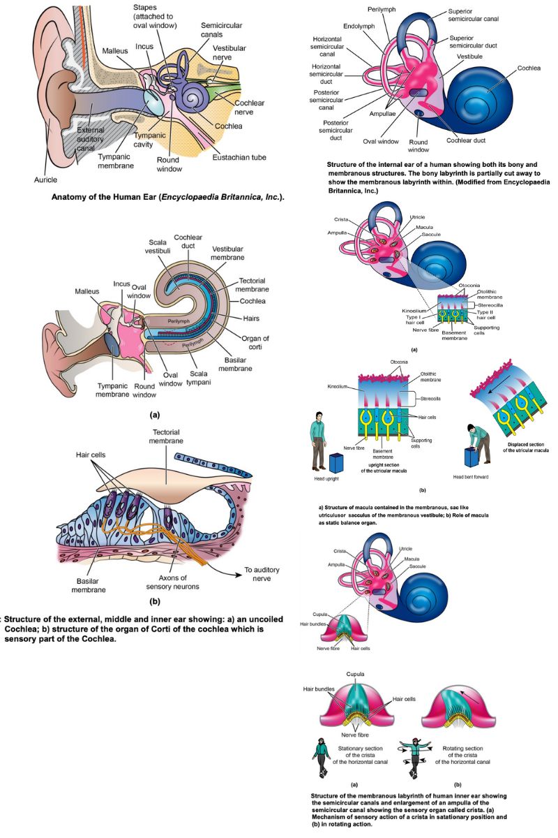 Sense Organs - Classification of receptors, Brief account of visual and ...
