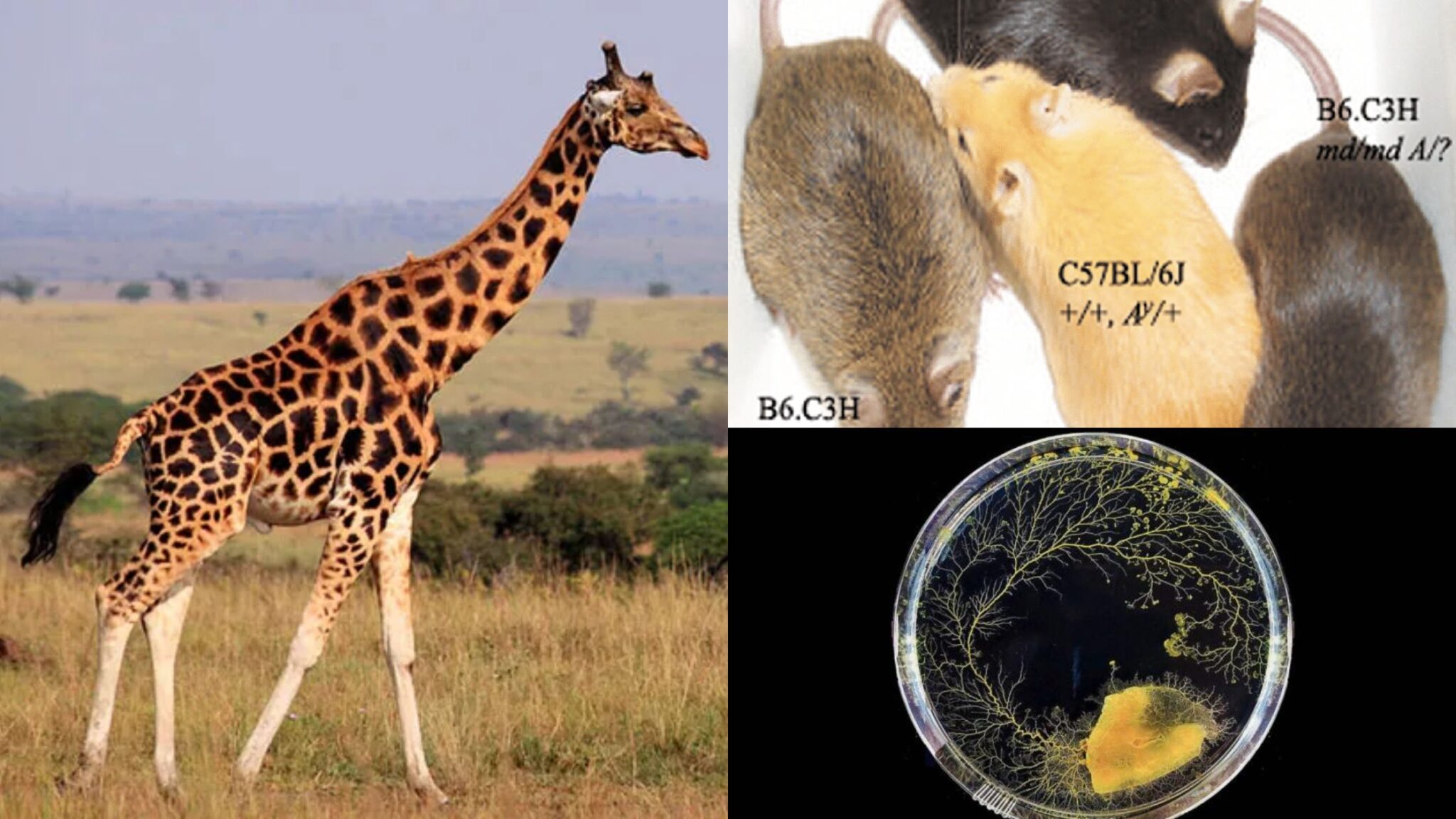 Common Ancestry - Definition, Theory, Evidence - Biology Notes Online