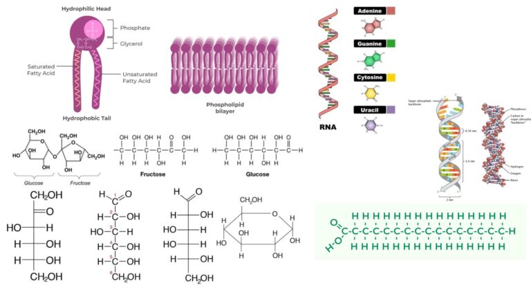 Adenosine triphosphate (ATP) - Structure, Synthesis, Functions ...