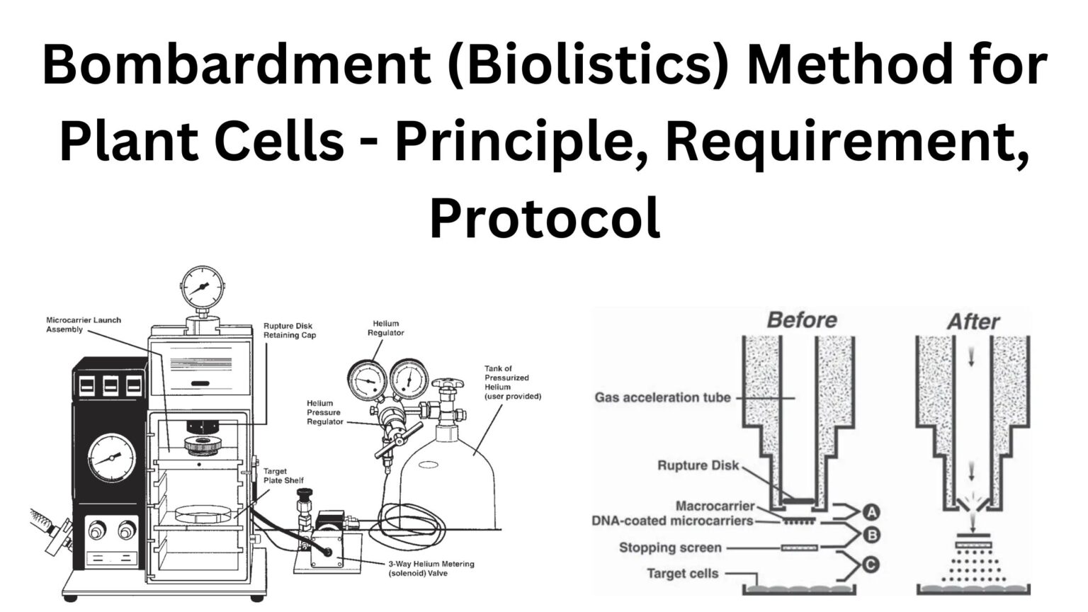 Bt Crops - Definition, Types, Advantages, Limitations - Biology Notes ...