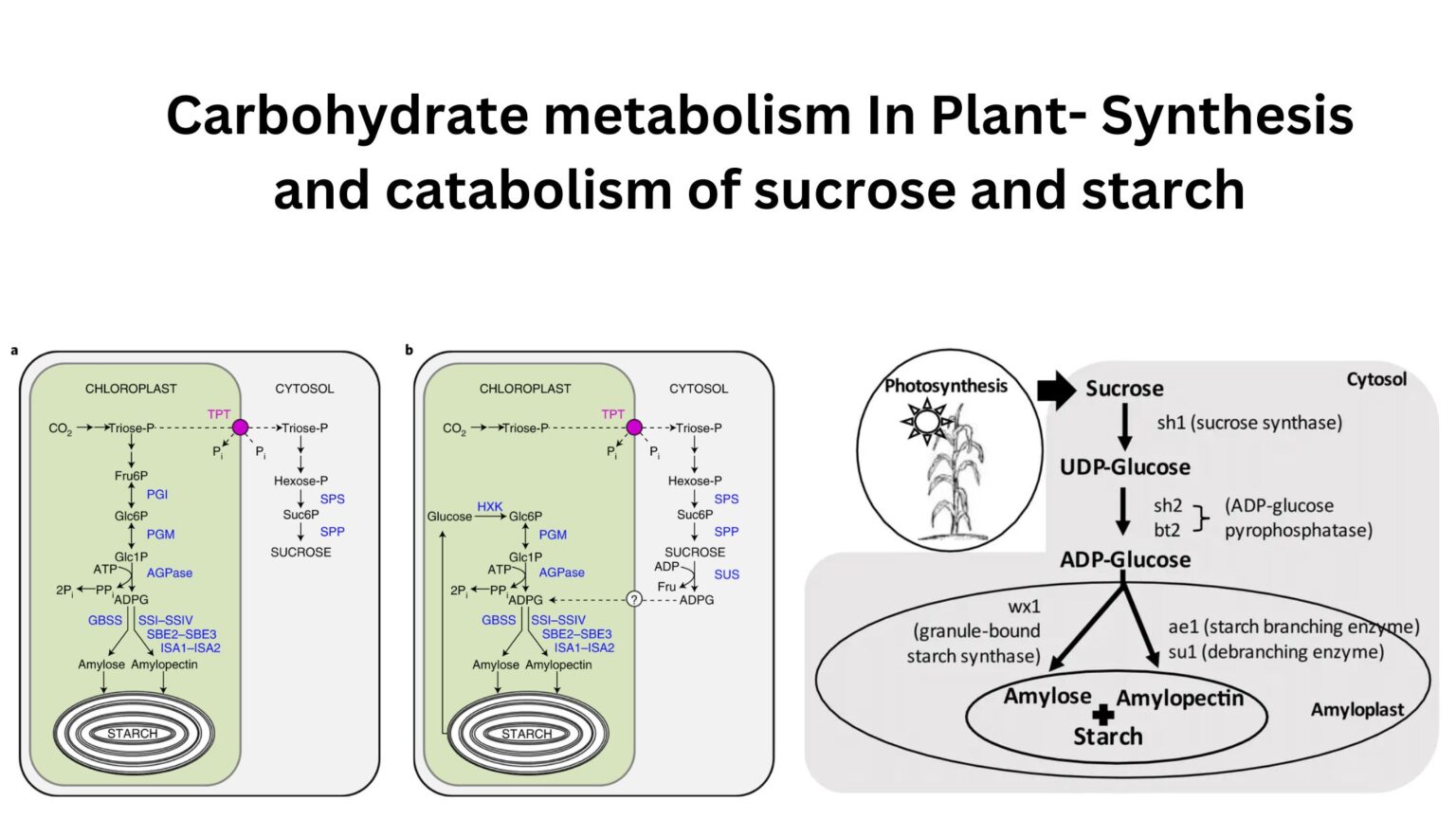 Plant Metabolism - Introduction, Anabolic And Catabolic Pathways ...