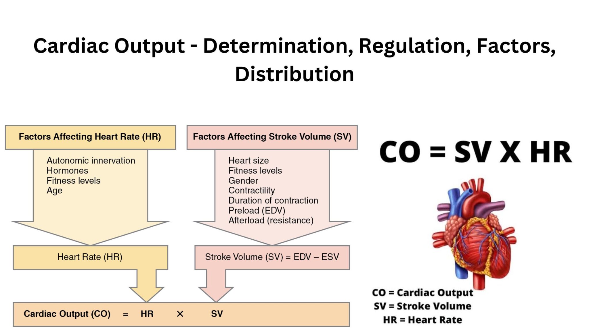 Coronary circulation - Anatomy, Physiology, Vasculature of the Heart ...