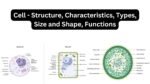 Cell Fusion - Definition, Types, Significance - Biology Notes Online