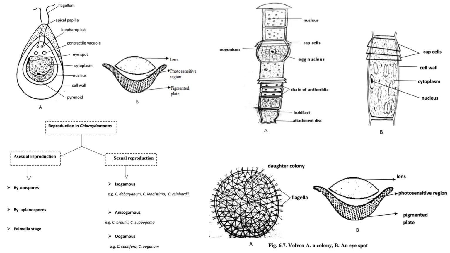 Xanthophyta - General characteristics, thallus organization, Occurrence ...