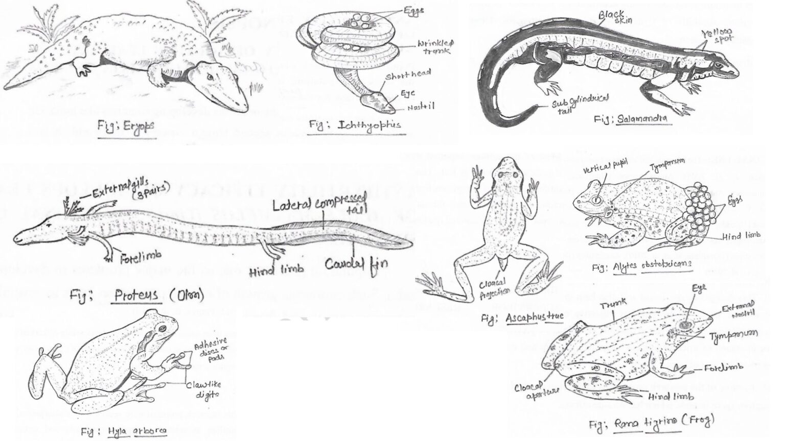 Amphibian - Characteristics, Origin, Morphology, Classification ...