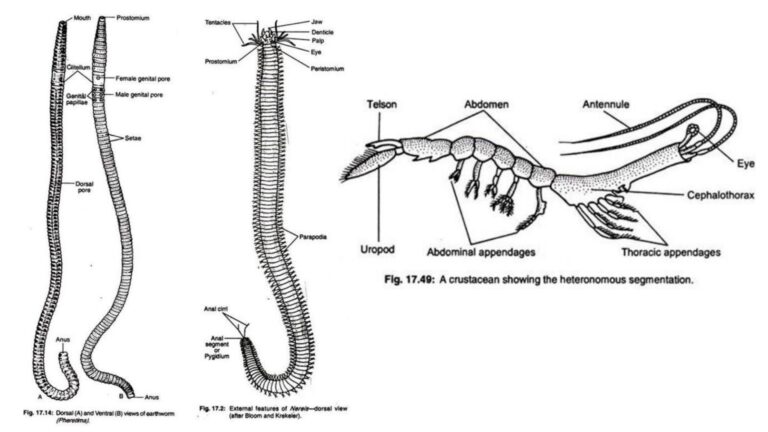 Coelomates - Types, Characteristics, Functions, Evolution, Metamerism ...