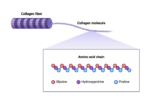 Collagen - Definition, Structure, Types, Functions - Biology Notes Online