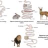 Jaw Suspension In Vertebrates - Types, Structure, Functions, Example ...