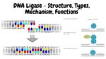 DNA Helicases - Structure, Types, Mechanism, Functions, Examples ...