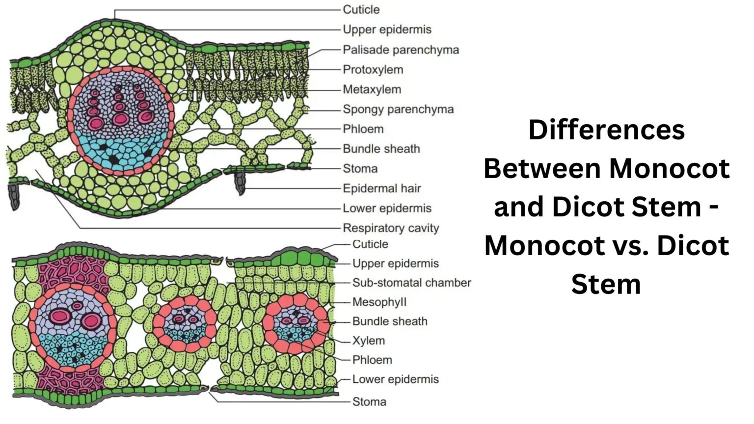 Differences between Prokaryotes and Eukaryotes - Biology Notes Online Differences between Prokaryotes and Eukaryotes - Biology Notes Online