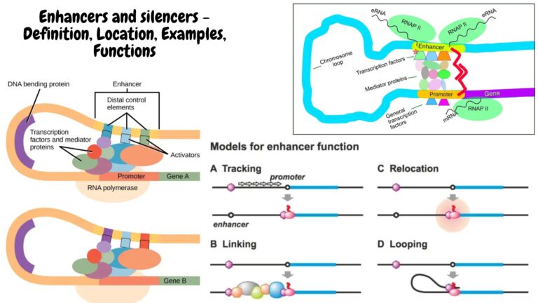 Eukaryotic DNA Replication - Definition, Steps, Singnification ...