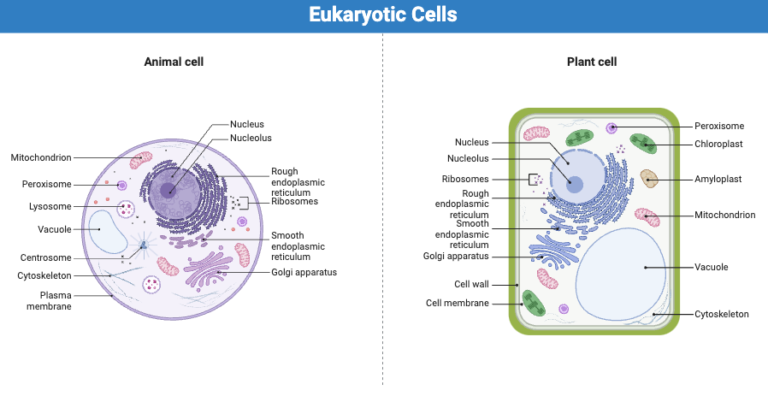 Cell - Structure, Characteristics, Types, Size and Shape, Functions ...
