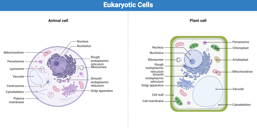 Image Result For Eukaryotic Cell Structure And Function Chart