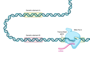 Eukaryotic Gene Regulation - Mechanisms, Regulatory Elements - Biology ...